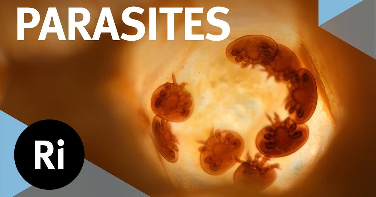 The inside story of parasites – with Scott Gardner and Gabor Racz ...