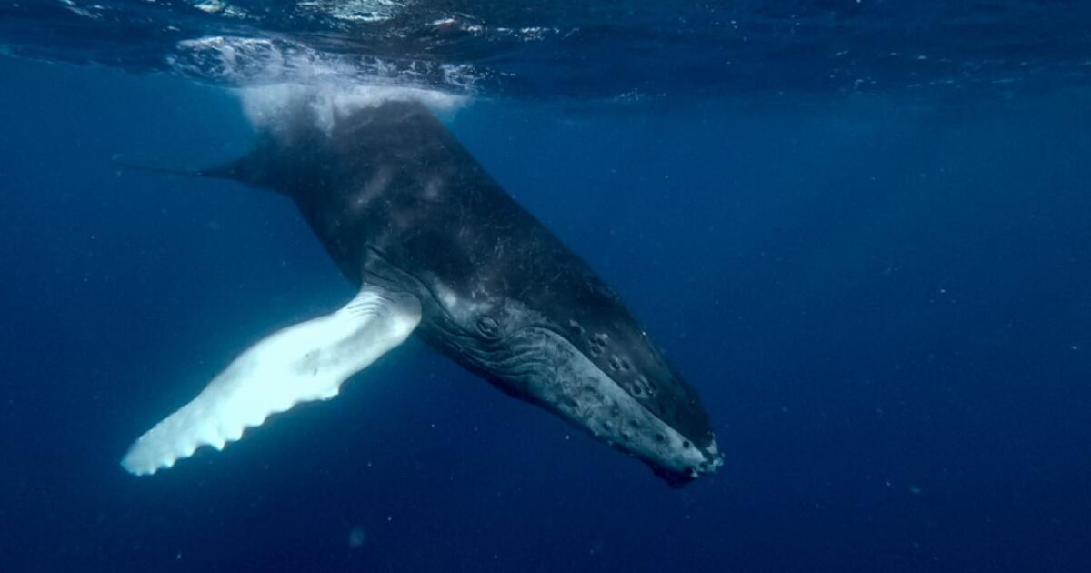 The Turing Lectures: How to speak whale | Royal Institution