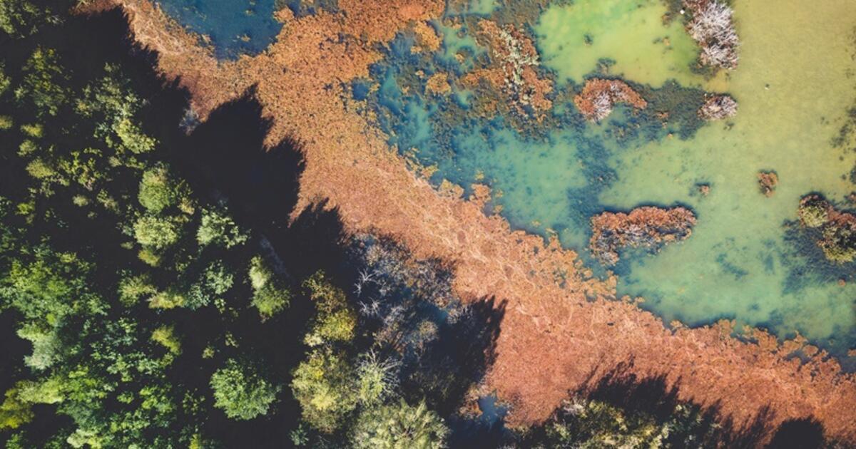 Exploring ancient ecosystems through time | Royal Institution