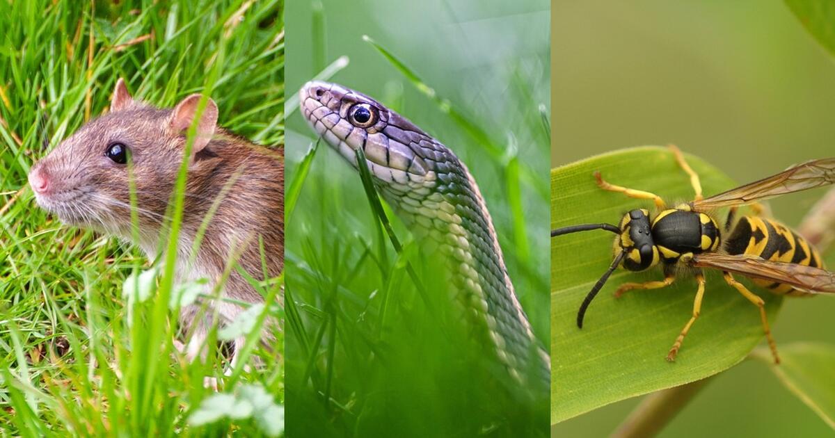 Wasps vs snakes vs rats | Royal Institution