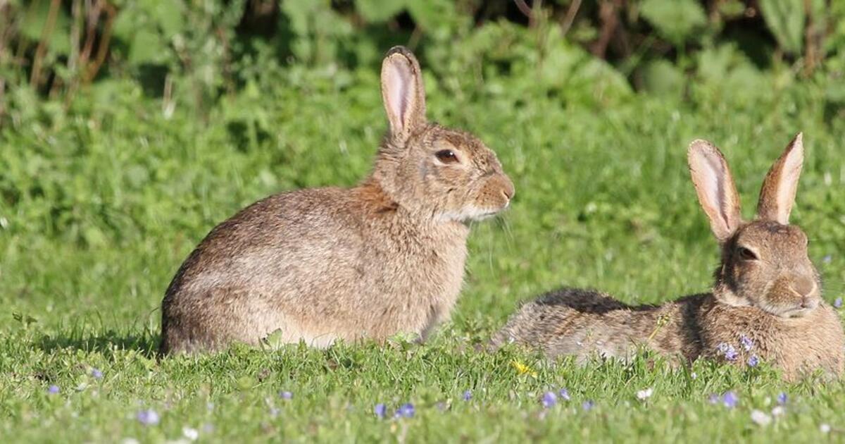 Off-the-shelf Masterclass: Rabbits and sequences | Royal Institution
